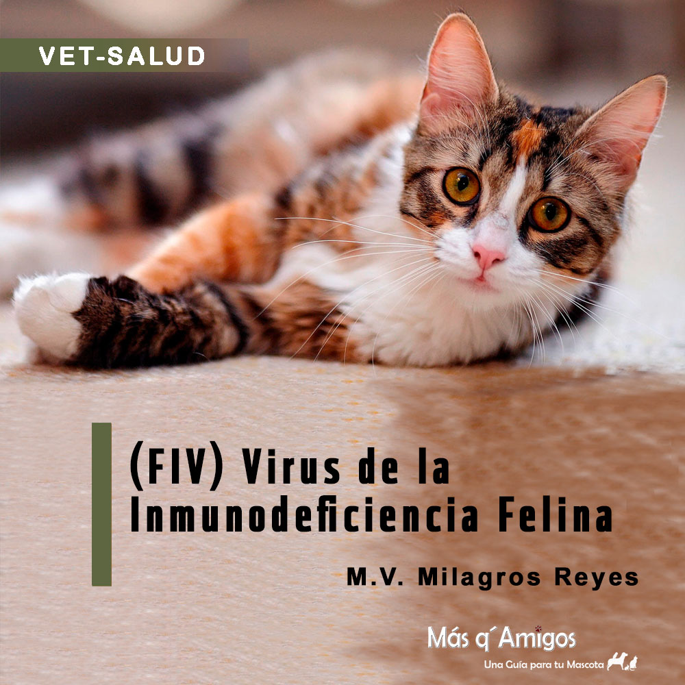 (FIV) Virus de la Inmunodeficiencia Felina | Revista Más q´Amigos