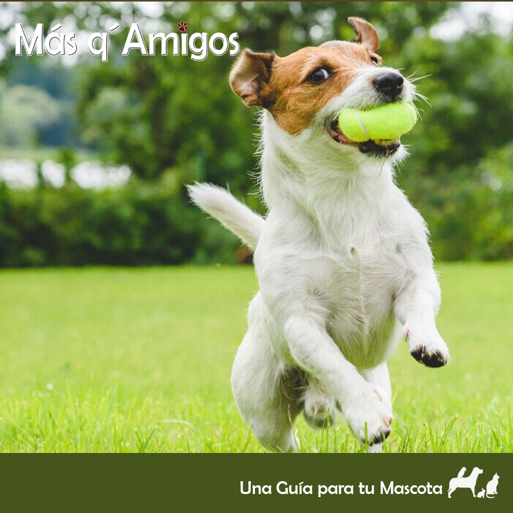Es Un Jack Russell Terrier Lo Mismo Que Un Parson Russell Terrier